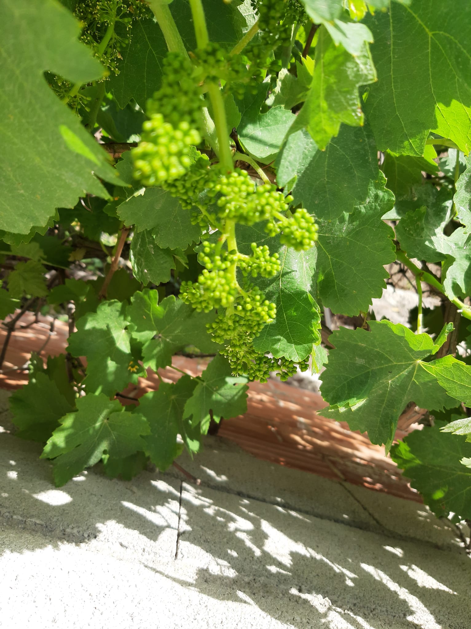 Plant life… – My life in Spain